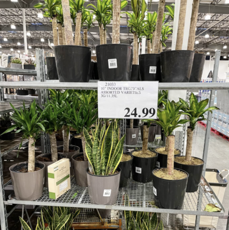 吵翻！加拿大妹子被Costco“套路“ 因$68扯皮遭威胁:再闹标记会员号 - 人在温哥华网 VanPeople.com